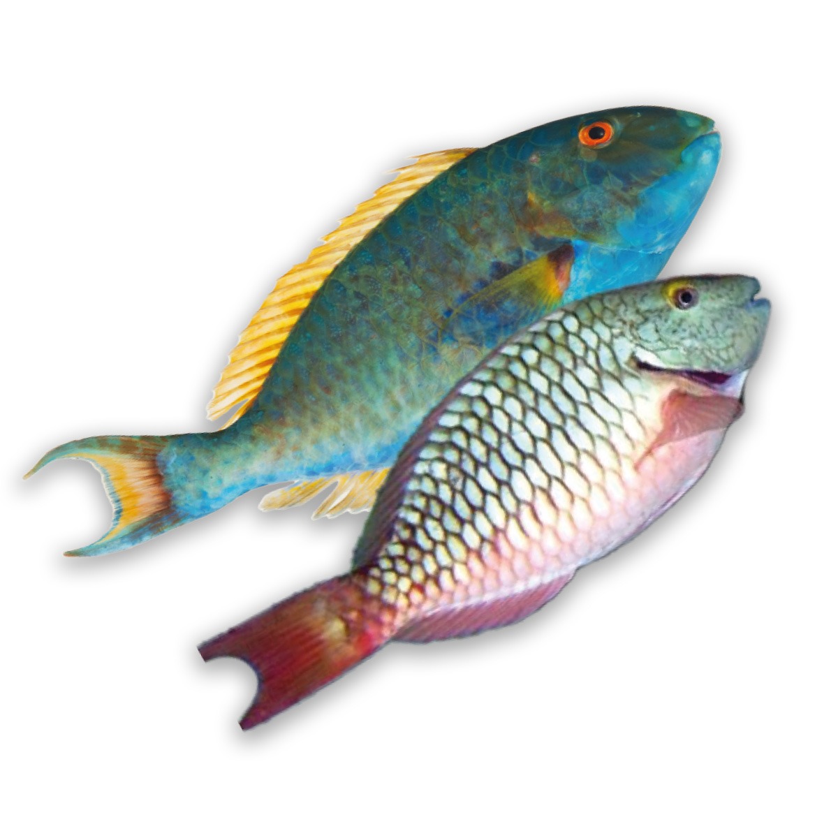 Loro / Parrot Fish – SM Los Roques