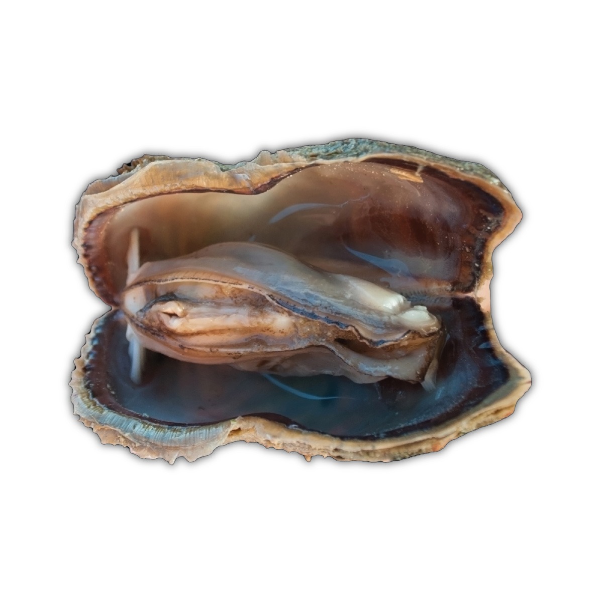 Pepitona / Ark Shell – SM Los Roques